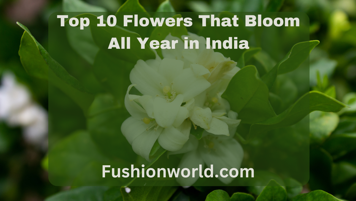 Top 10 Flowers That Bloom All Year In India